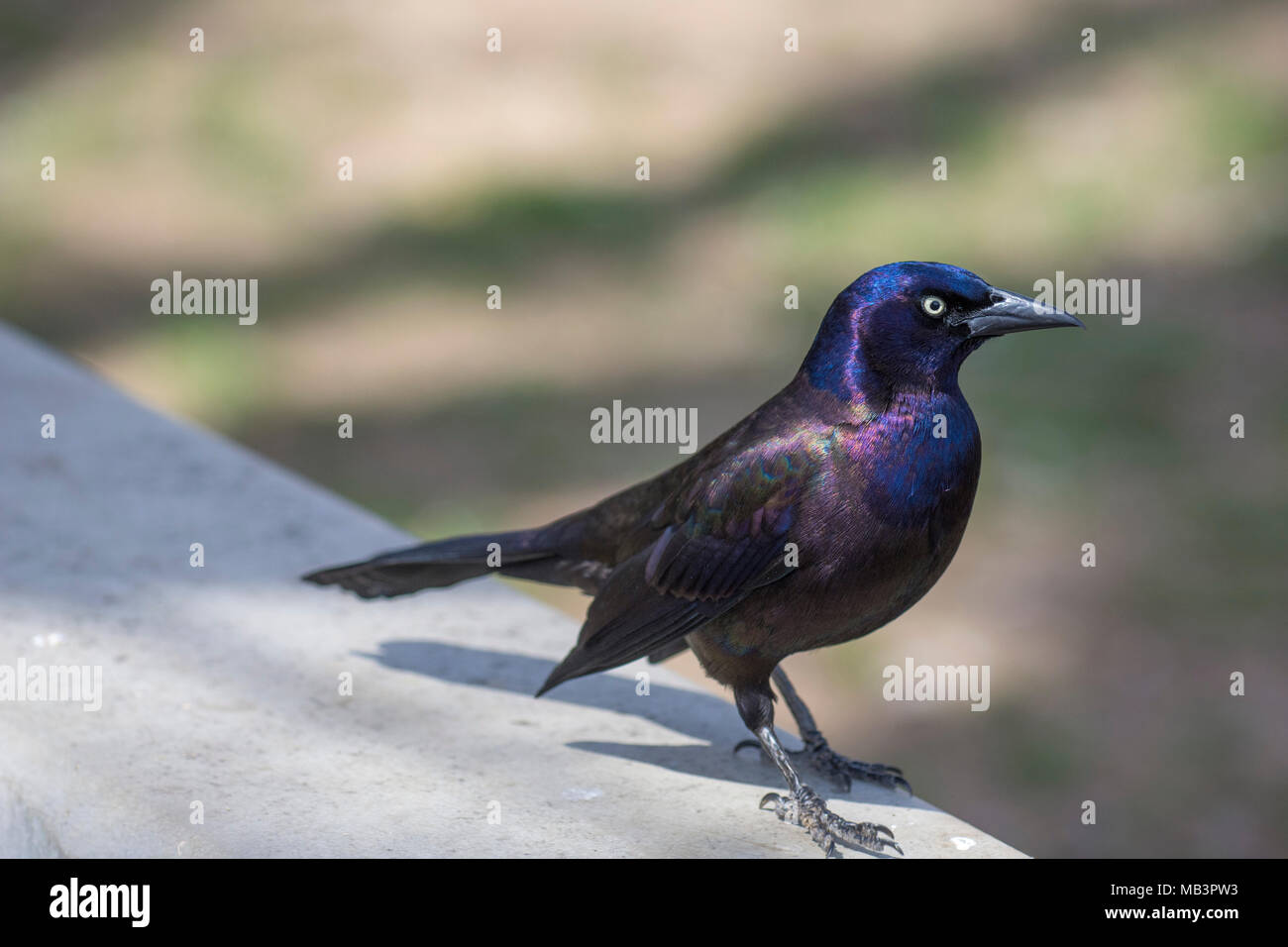 A starling bird with iridescent plumage in Washington DC Stock Photo ...