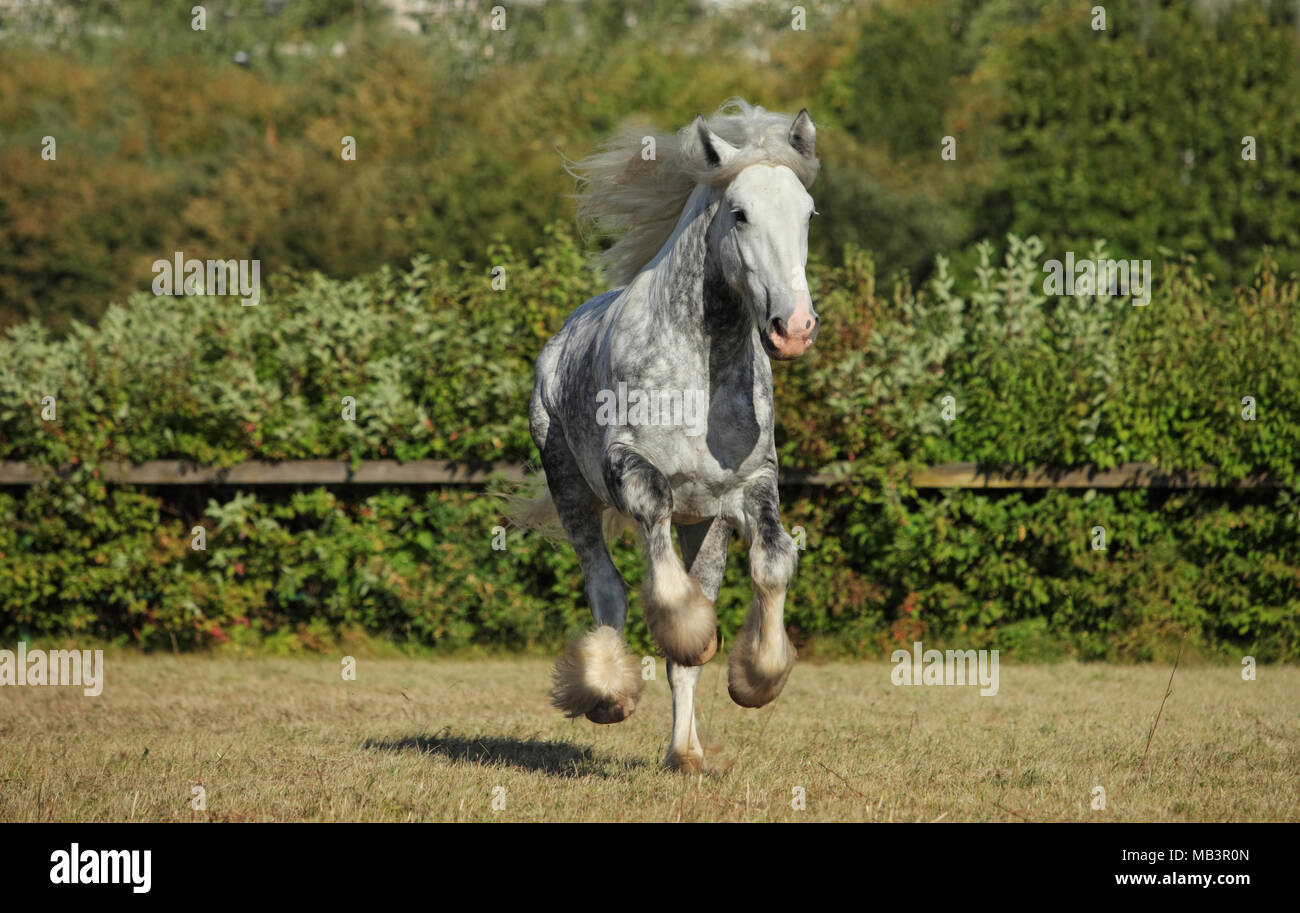 Horse draft hi-res stock photography and images - Alamy