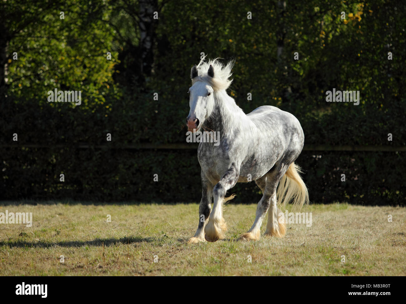 Dapple Gray Horse High Resolution Stock Photography and Images - Alamy