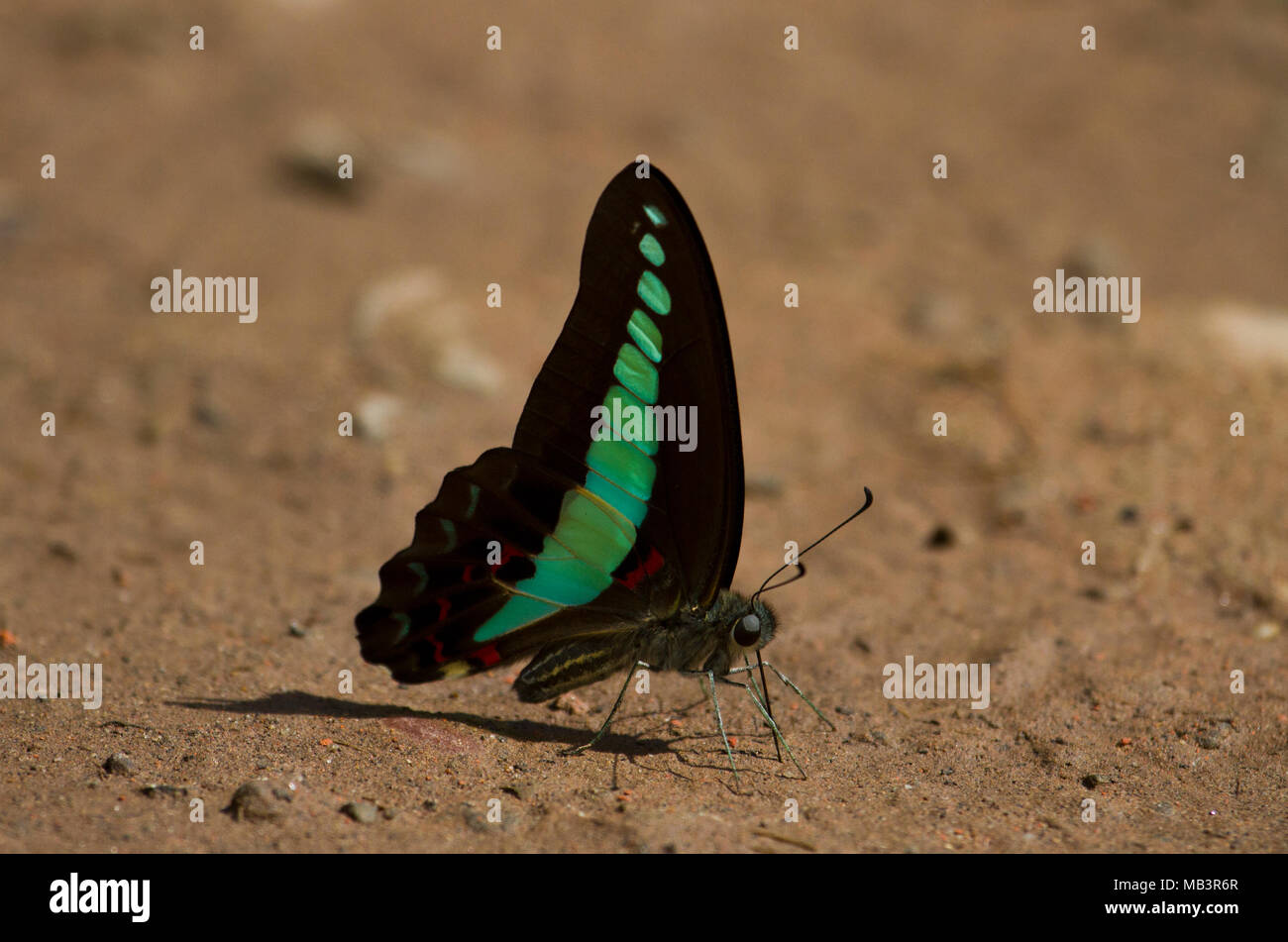 Bear butterfly hi-res stock photography and images - Alamy