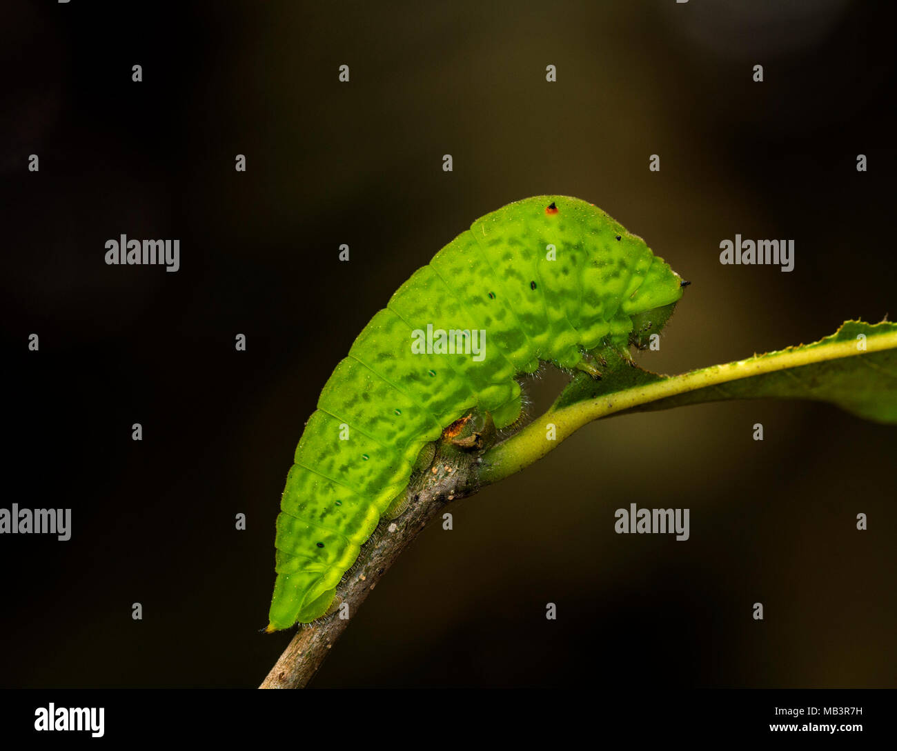 Inter leaf hi-res stock photography and images - Alamy