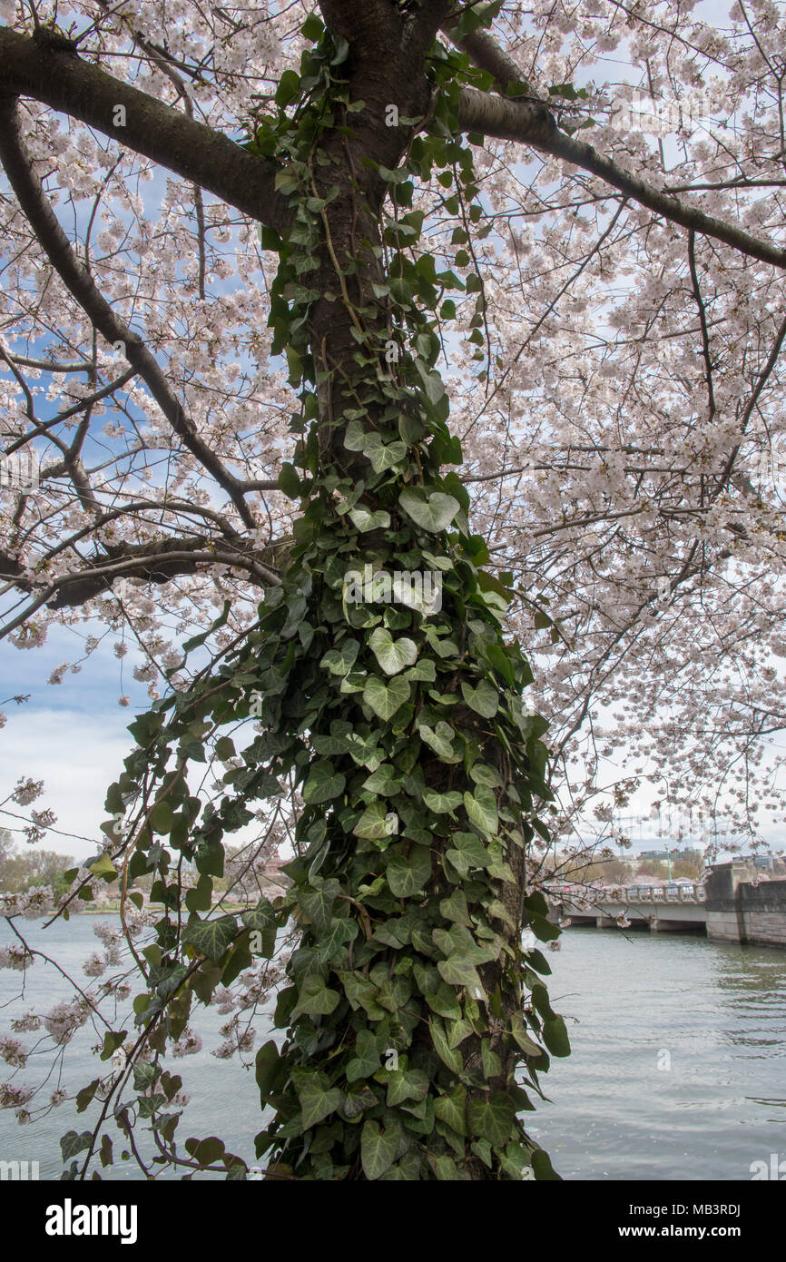 Cherry tree ivy hi-res stock photography and images - Alamy