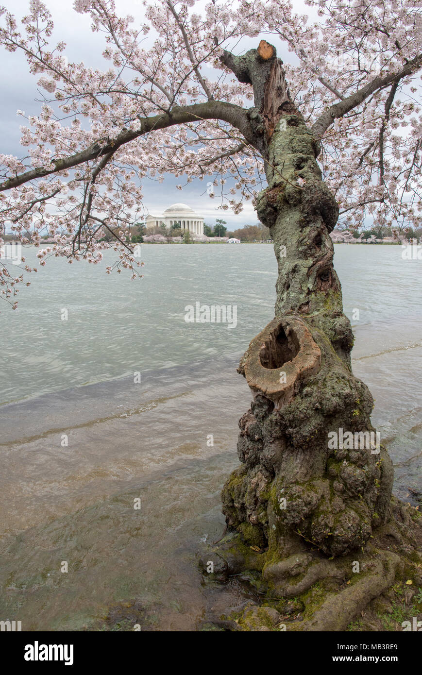 Jefferson Memorial is framed by new blossoms of an gnarly old cherry ...