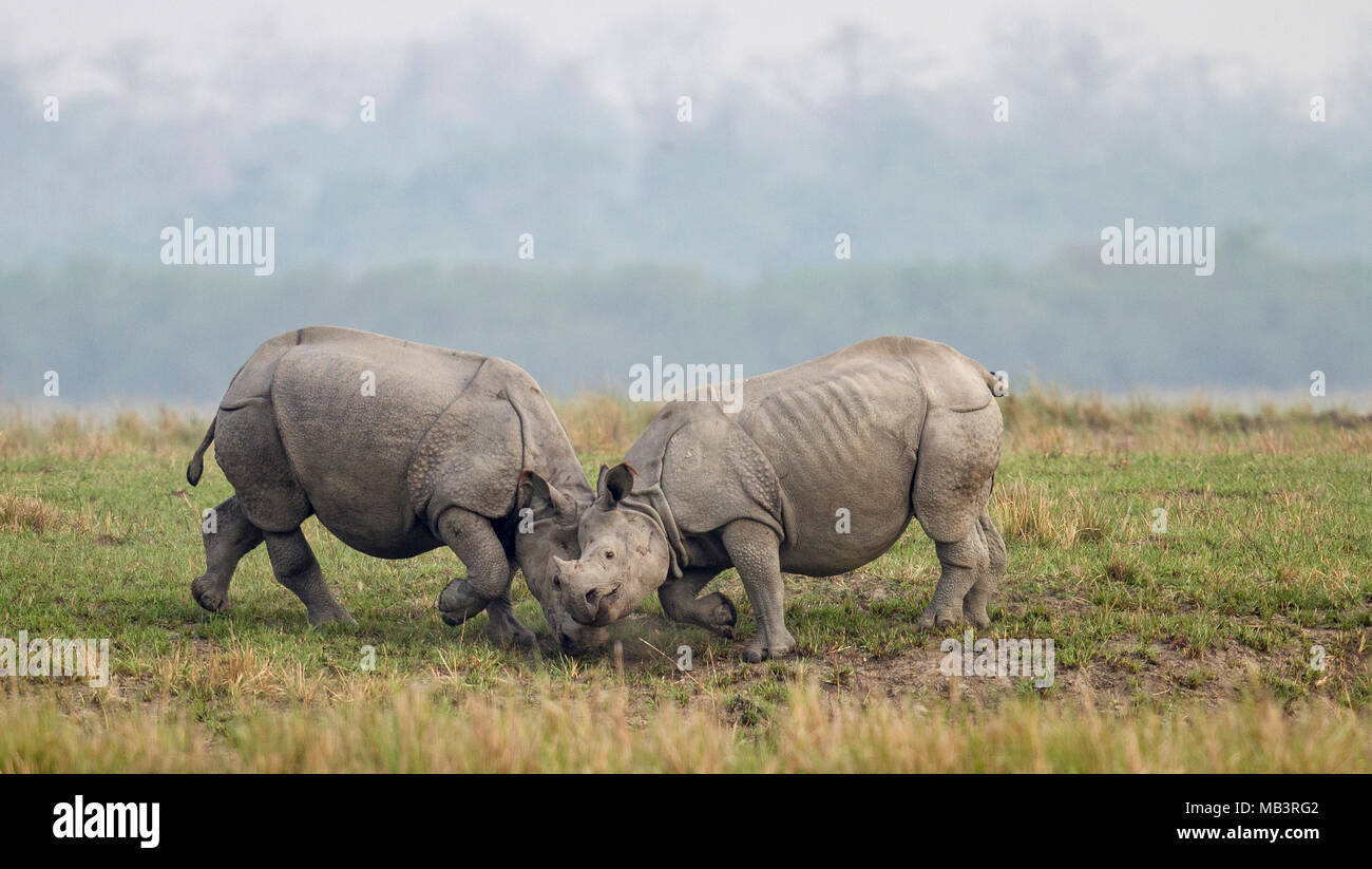 Rhino field of kaziranga national park assam hi-res stock photography ...