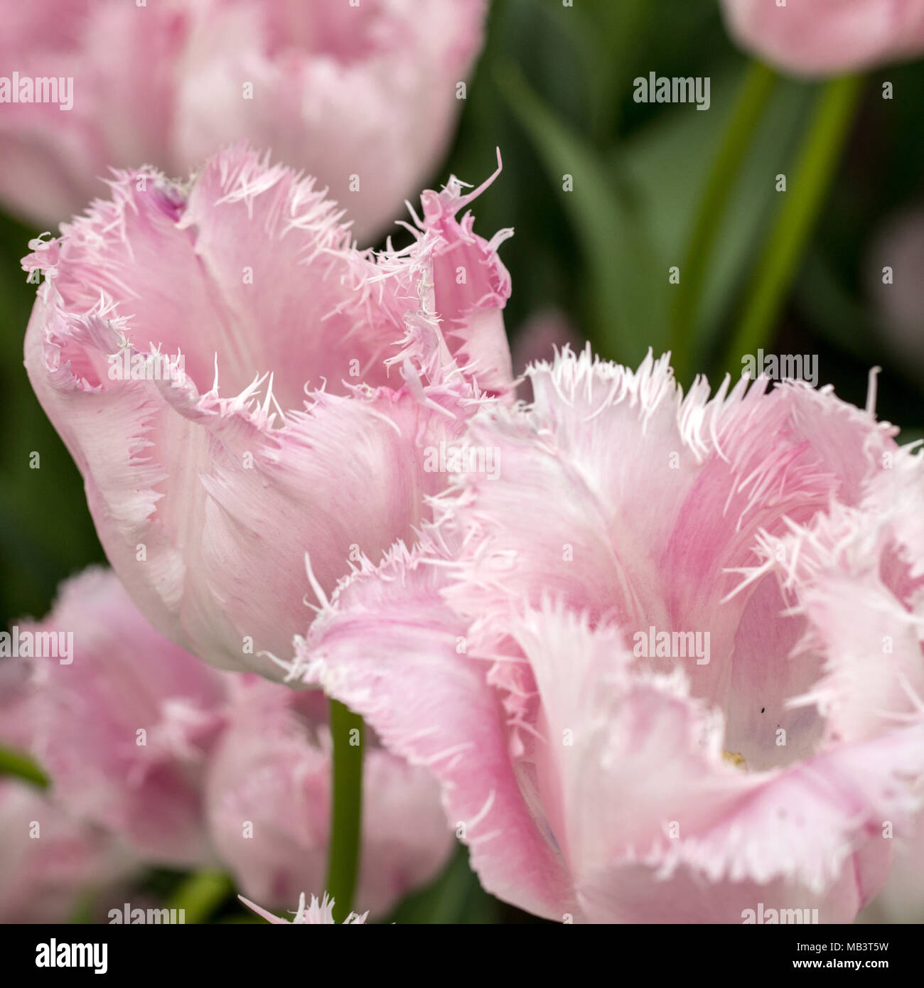Fringed tulips blooming in a garden. Fringed tulips got their name from ...