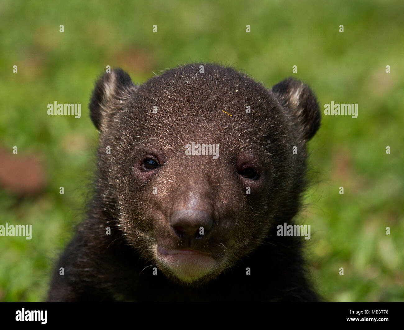 Hog badger hi-res stock photography and images - Alamy