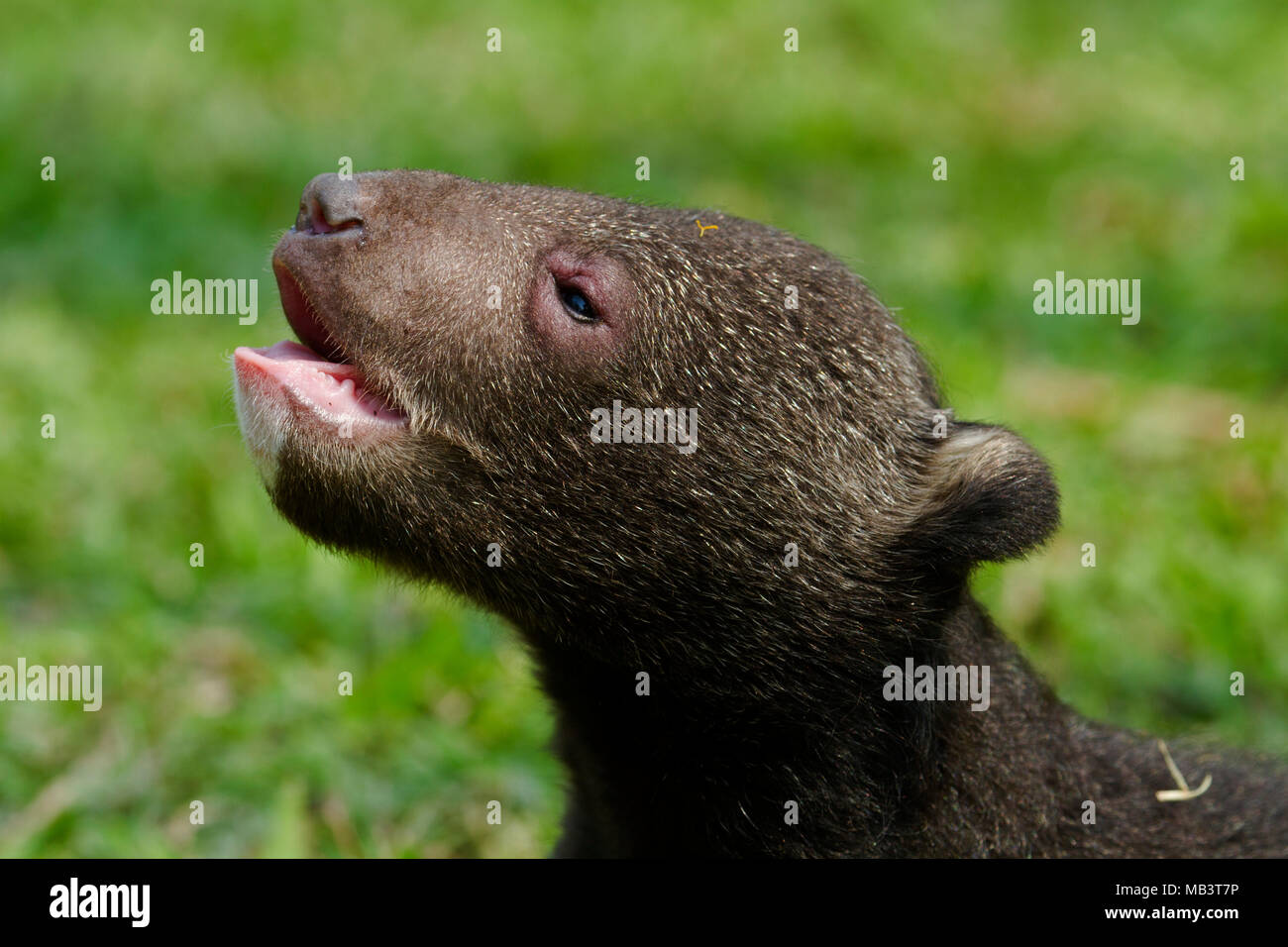 Hog badger hi-res stock photography and images - Alamy