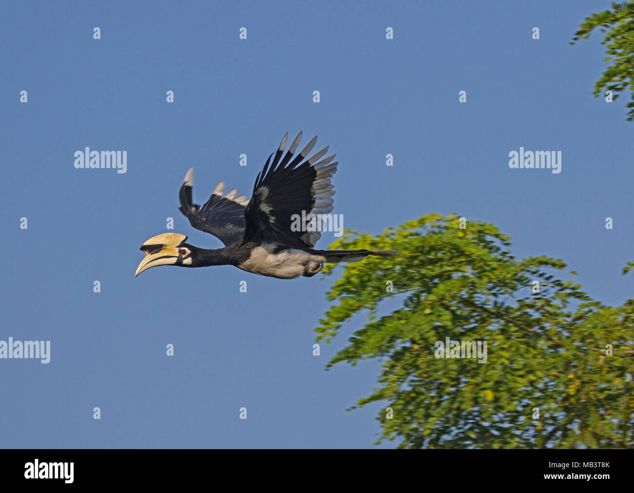 Birds of assam hi-res stock photography and images - Alamy