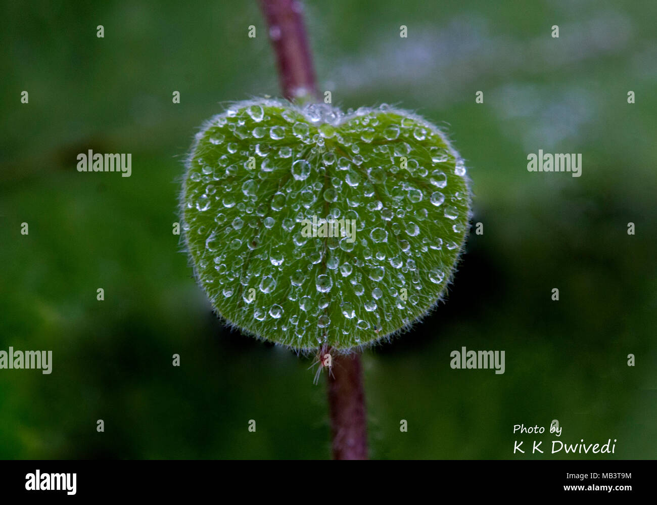 Inter leaf hi-res stock photography and images - Alamy