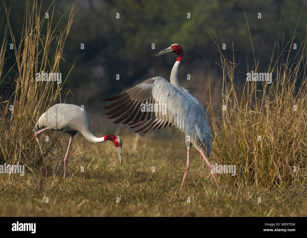Sarus crane india hi-res stock photography and images - Alamy