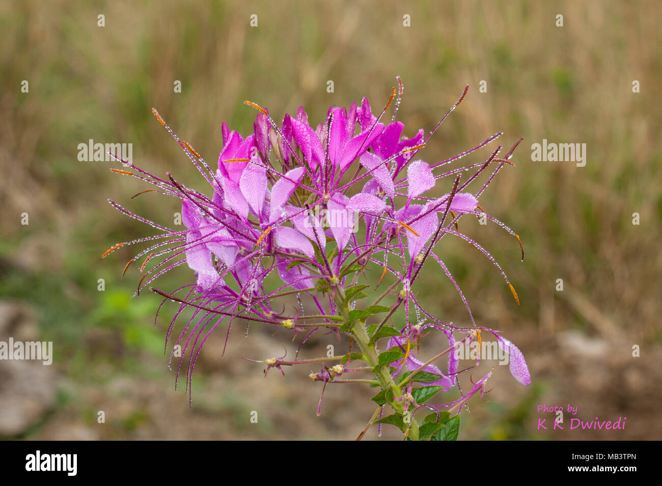 Nanoflower hi-res stock photography and images - Alamy