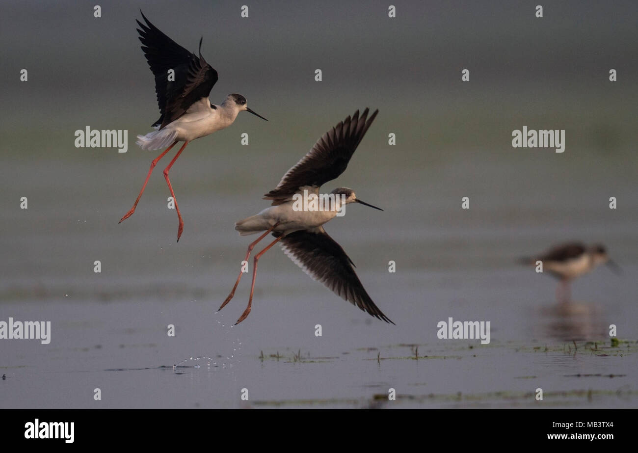 Asian flying bird Stock Photo - Alamy
