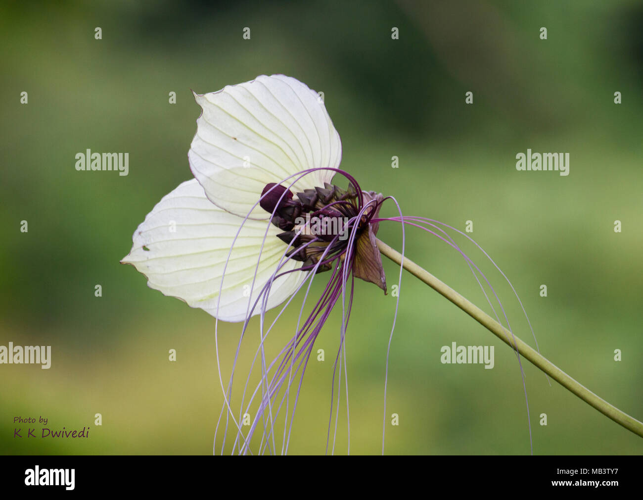 Bat wing hi-res stock photography and images - Alamy