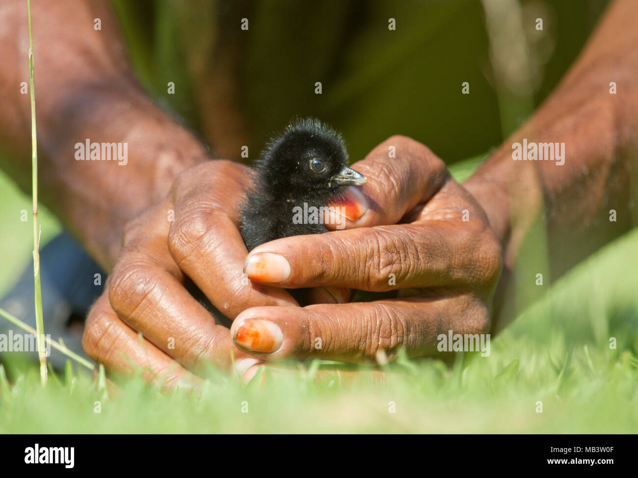 Koyal bird hi-res stock photography and images - Alamy