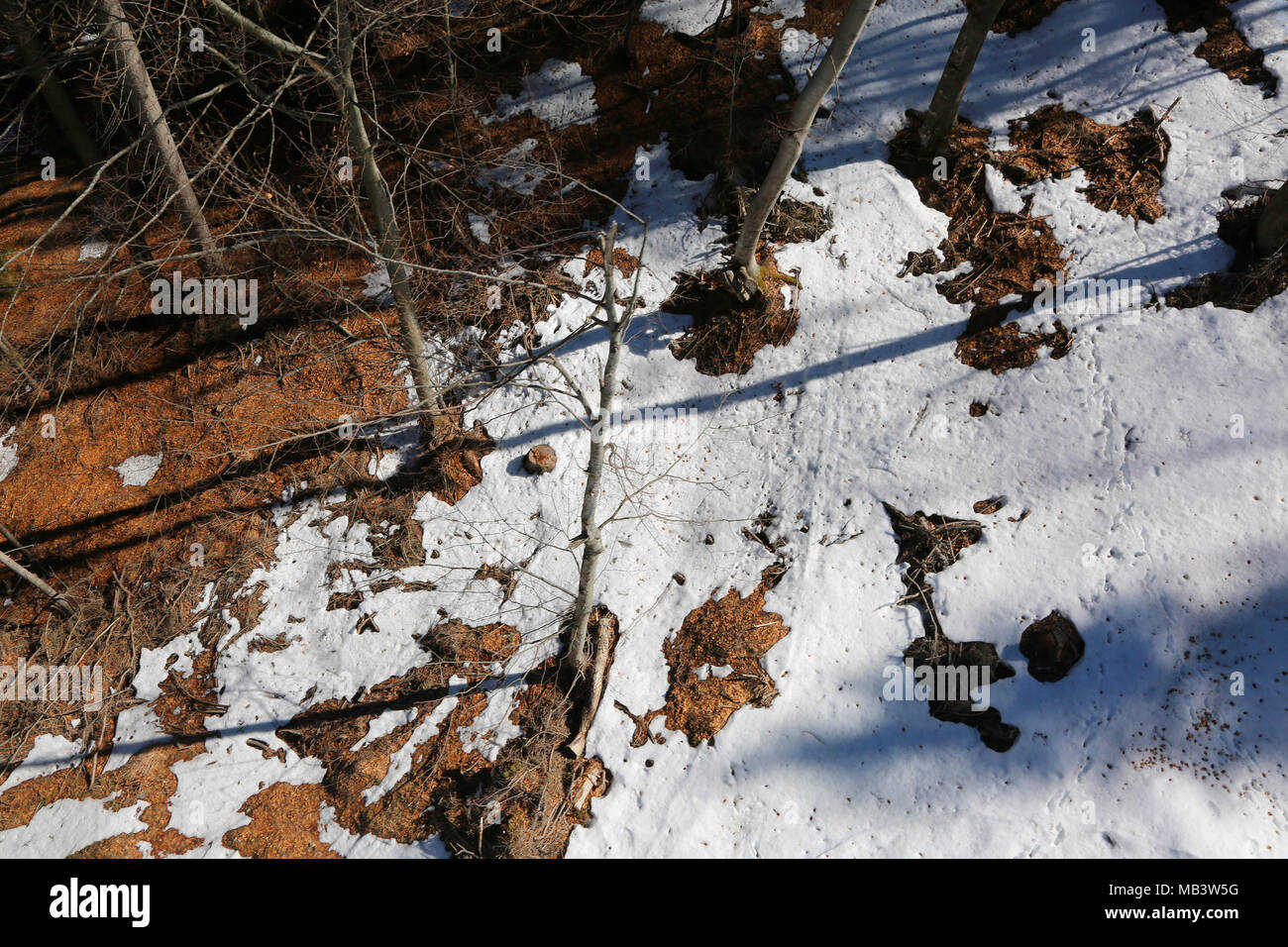 Aerial view of the forest with snow Stock Photo - Alamy