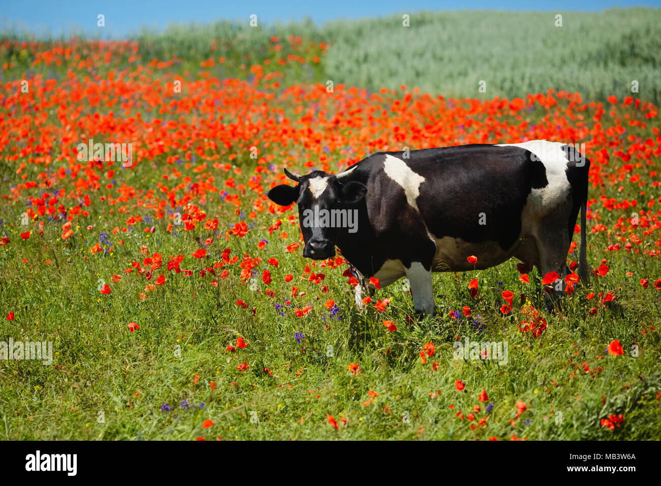 Green poppy field with cow in summer Stock Photo - Alamy