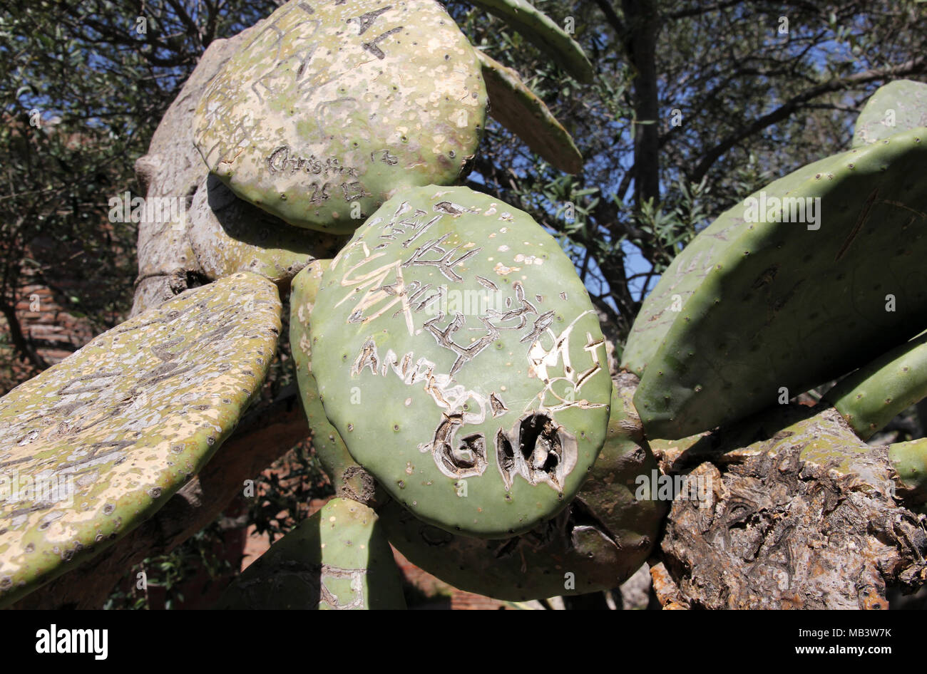 Cactus with graffiti hi-res stock photography and images - Alamy