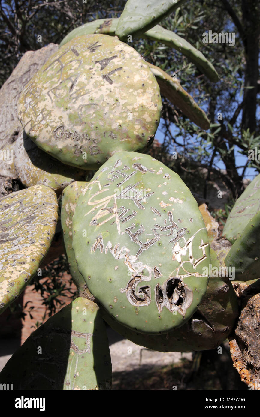 Cactus with graffiti hi-res stock photography and images - Alamy