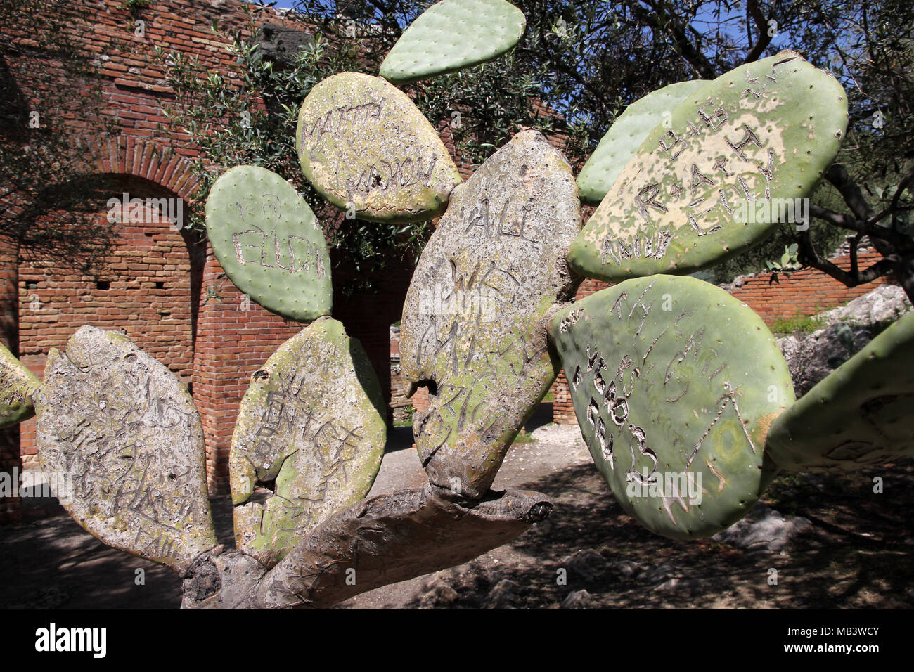 Graffiti on cactus hi-res stock photography and images - Alamy