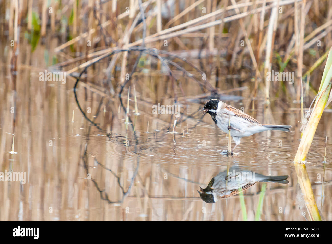 A Reed Bunting, Emberiza schoeniclus, picking seed out of a pond while ...