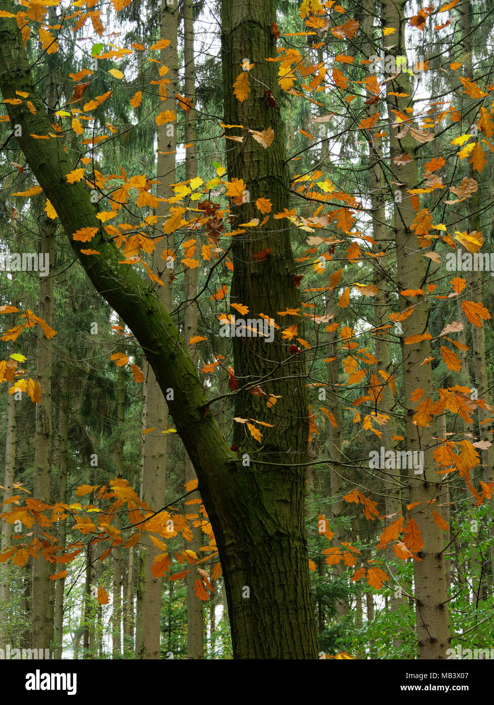 autumn in the froest, brown leaves on a tree before green conifers in ...
