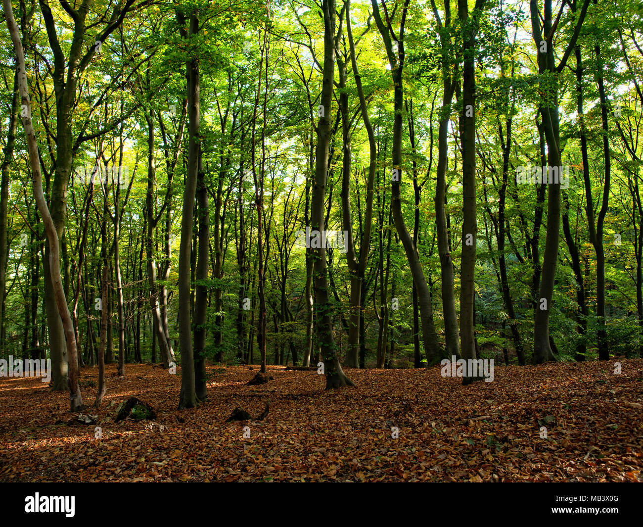 November trees, bright hi-res stock photography and images - Alamy