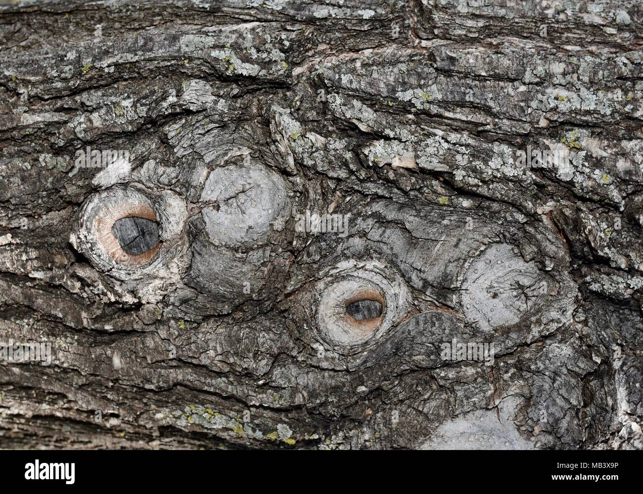 Detail of the bark of an oak tree with an interesting pattern Stock ...