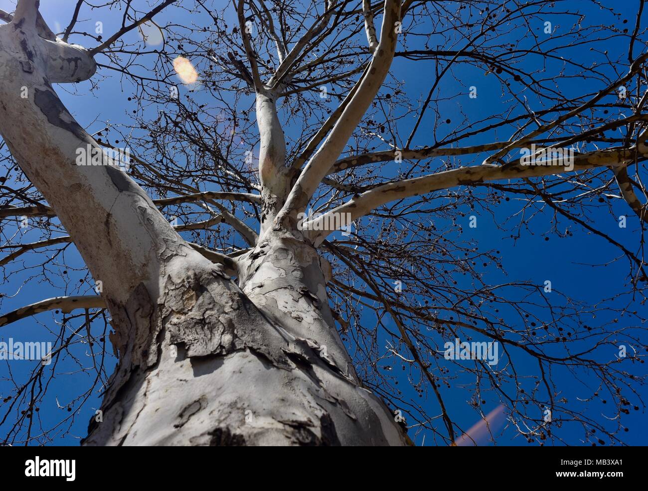 White trunk and branches of a sycamore tree silhouetted against a blue ...