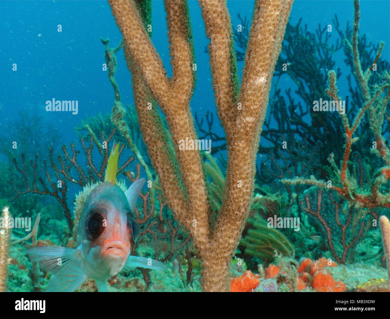 Squirrel fish hi-res stock photography and images - Alamy