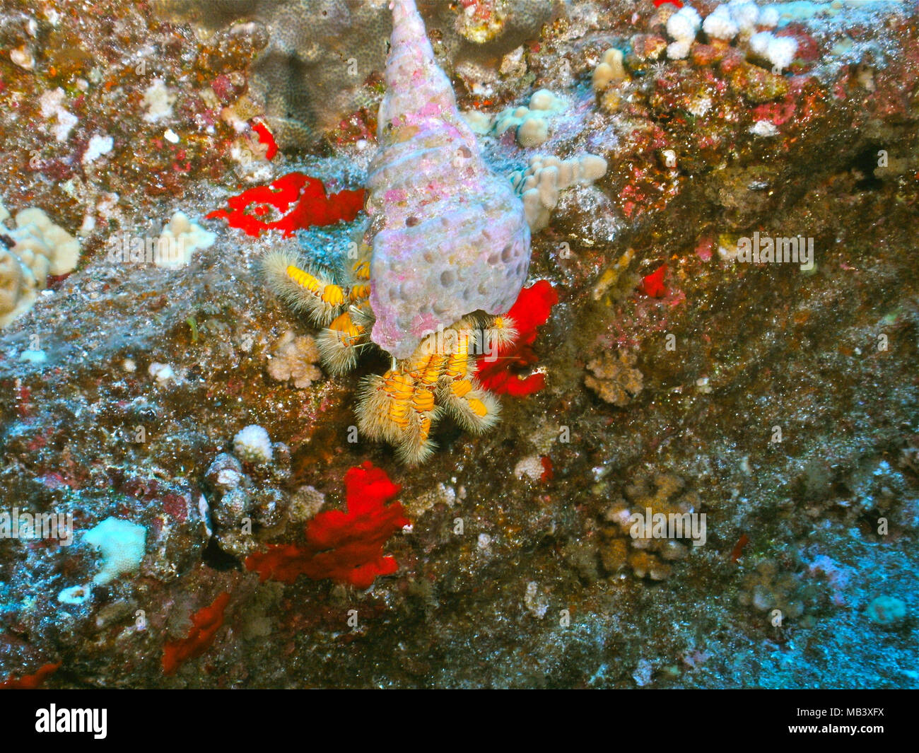 Yellow Fuzzy Crab Stock Photo - Alamy