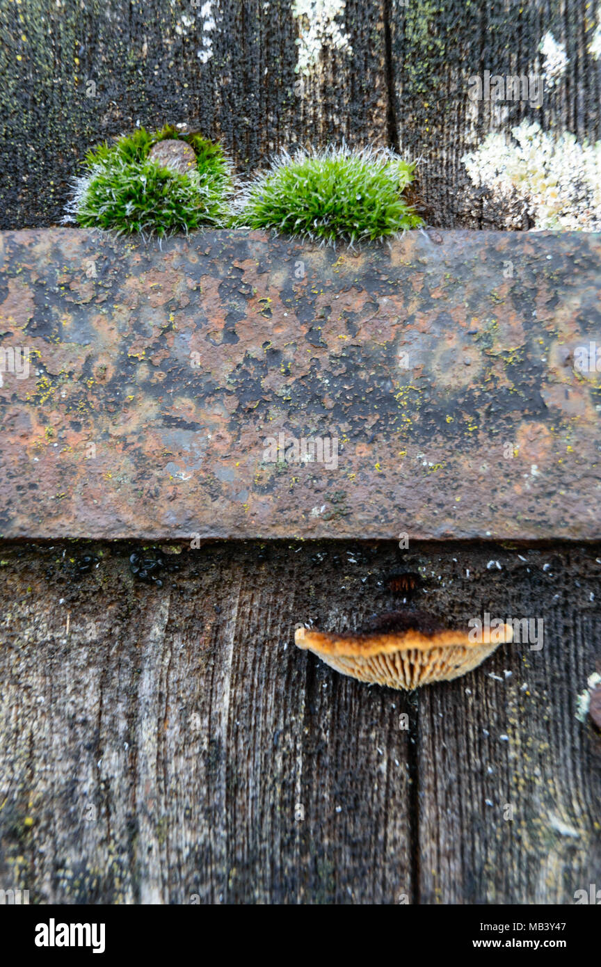 Moss, mushroom and iron on old gates door Stock Photo - Alamy