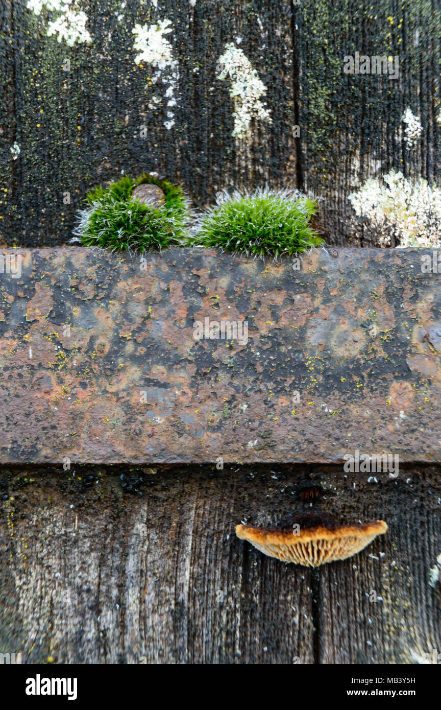 Antique mushroom hi-res stock photography and images - Alamy