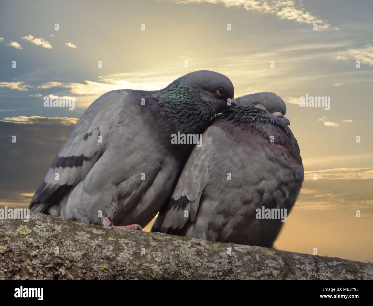 Two pigeons sitting on a branch having a kiss and cuddle with a sunset ...