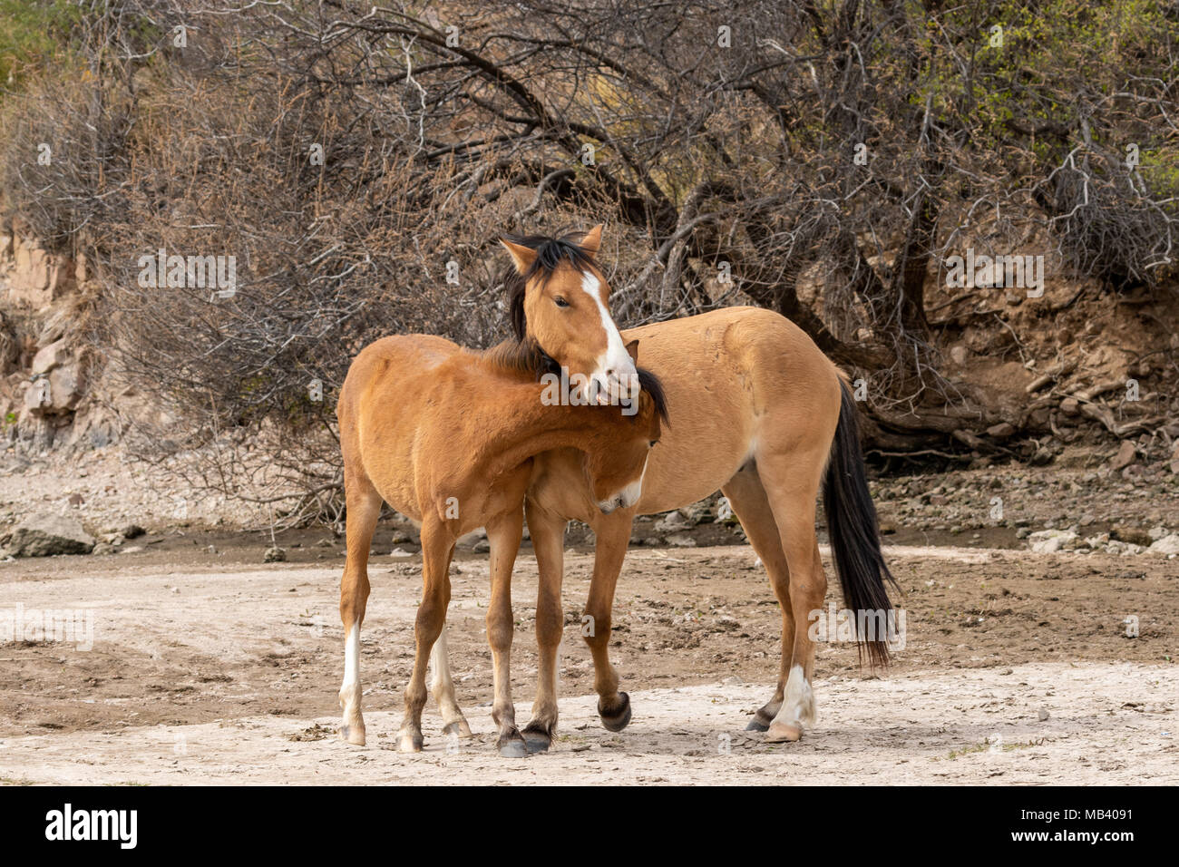 Arizona desert wild stallion hi-res stock photography and images - Alamy