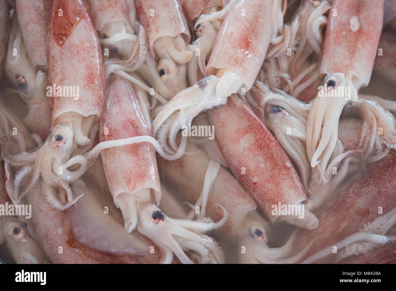 White uncooked squid hi-res stock photography and images - Alamy