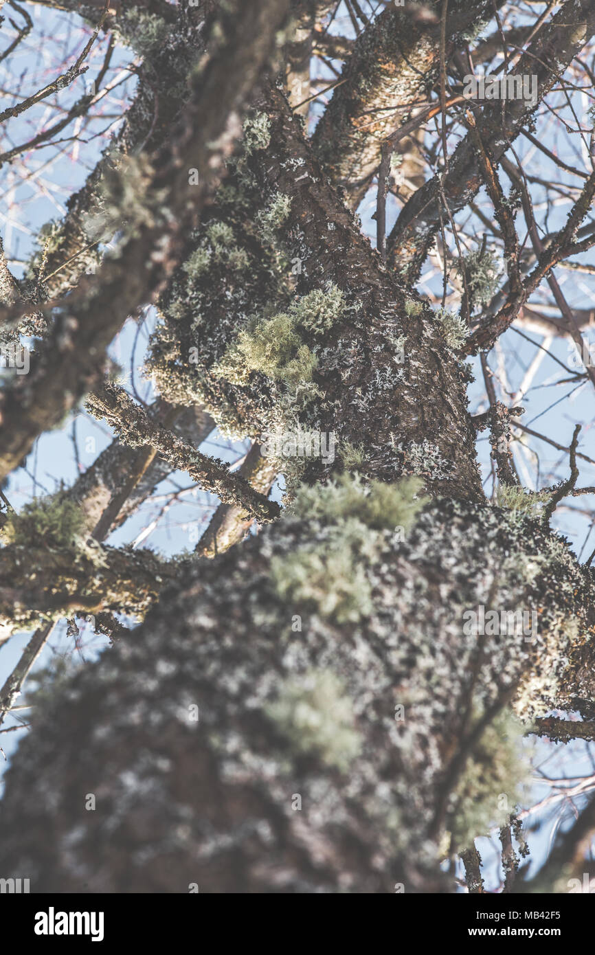 Tree trunk covered with lichen of multiple species, seen from bellow ...