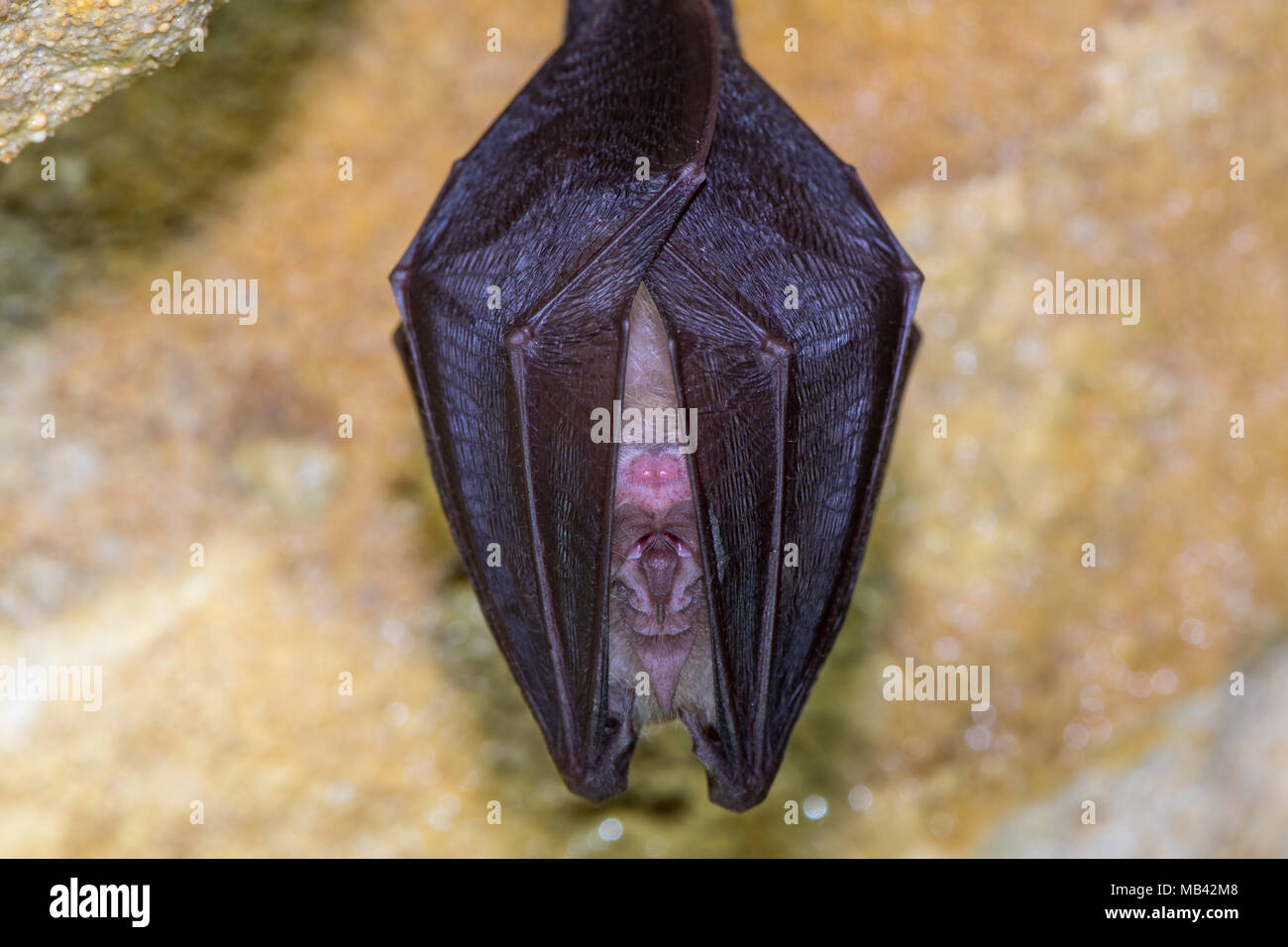 Bat close up hi-res stock photography and images - Alamy