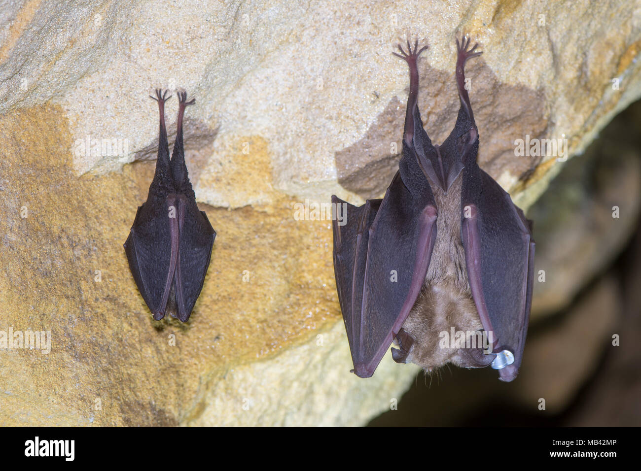 Comparison of greater and lesser horseshoe bats. Two rare bats in the ...