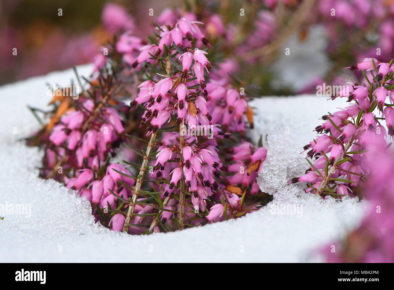 Red heather (Erica sp.) flowering in the snow. A close-up of pink ...