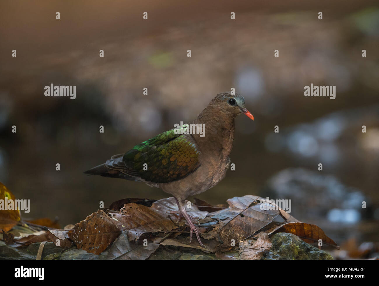 The common emerald dove, Asian emerald dove, or grey-capped emerald ...
