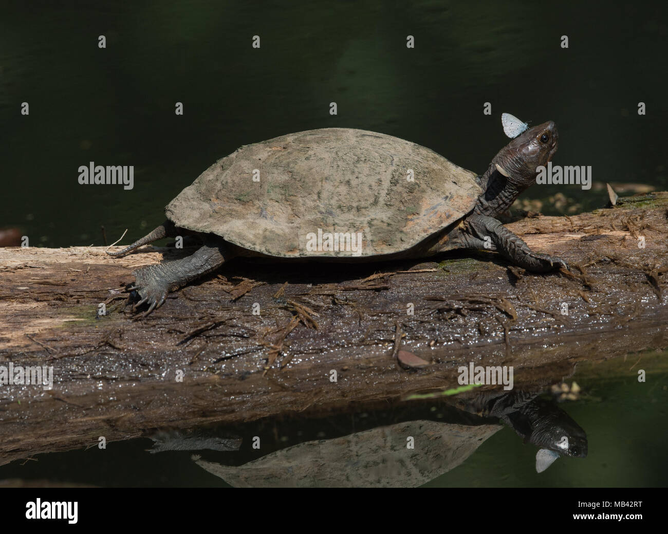 Oldham's leaf turtle (Cyclemys oldhamii ) is a species of turtle in the ...