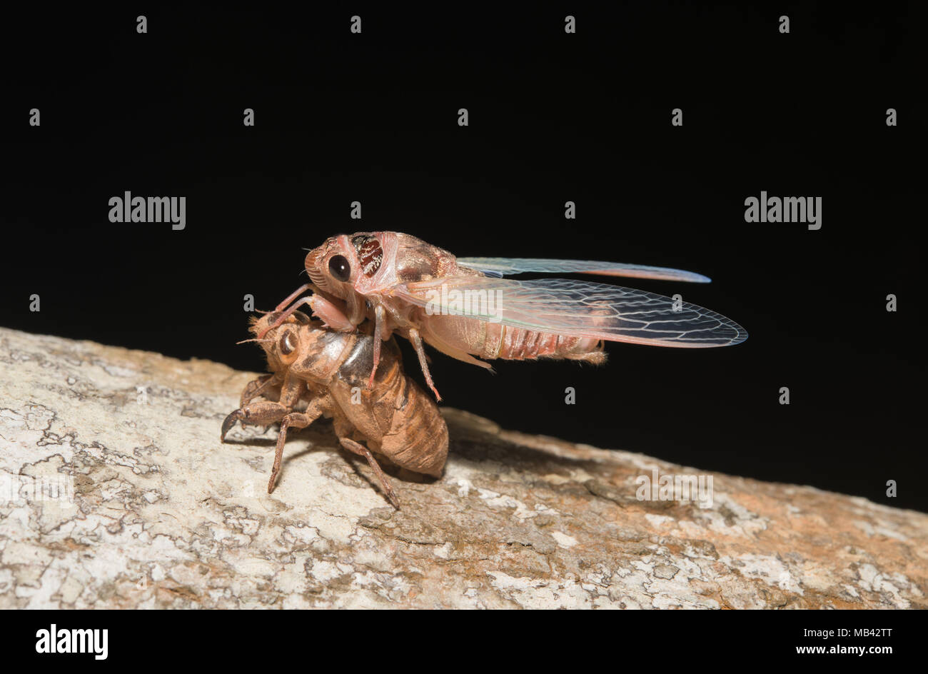 Adult cicadas hi-res stock photography and images - Alamy
