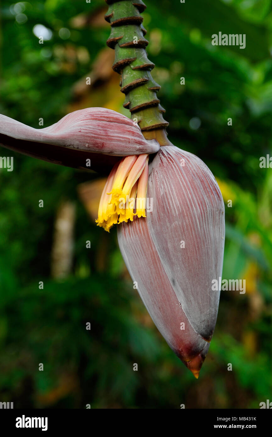 Male fruit fruits banana bananas hi-res stock photography and images ...