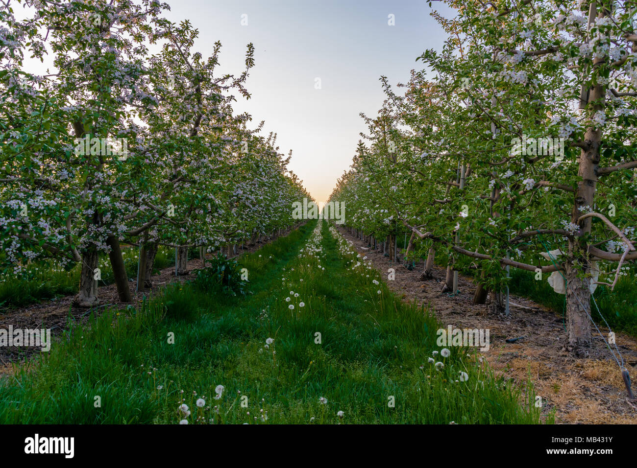 Apple Orchard showing apple trees in full bloom Stock Photo - Alamy
