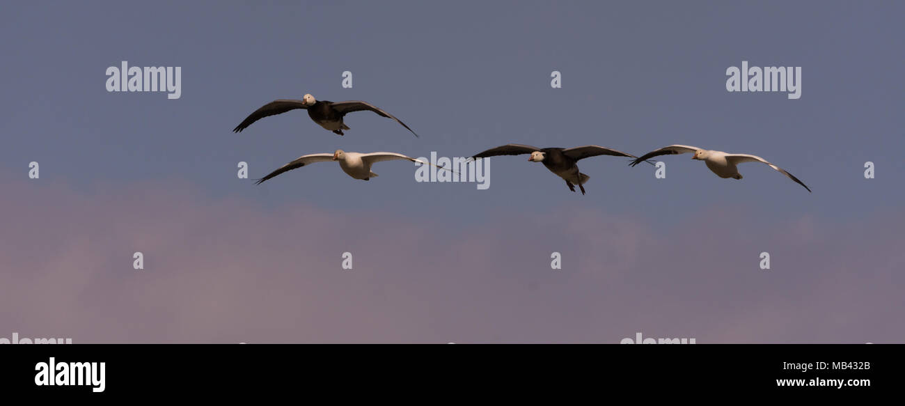 Snow geese flying up North Stock Photo - Alamy