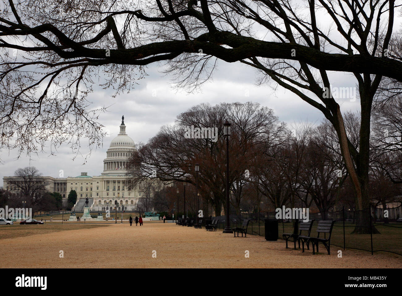 Tree Branches Frame the Capital Building in Washington, D.C Stock Photo ...