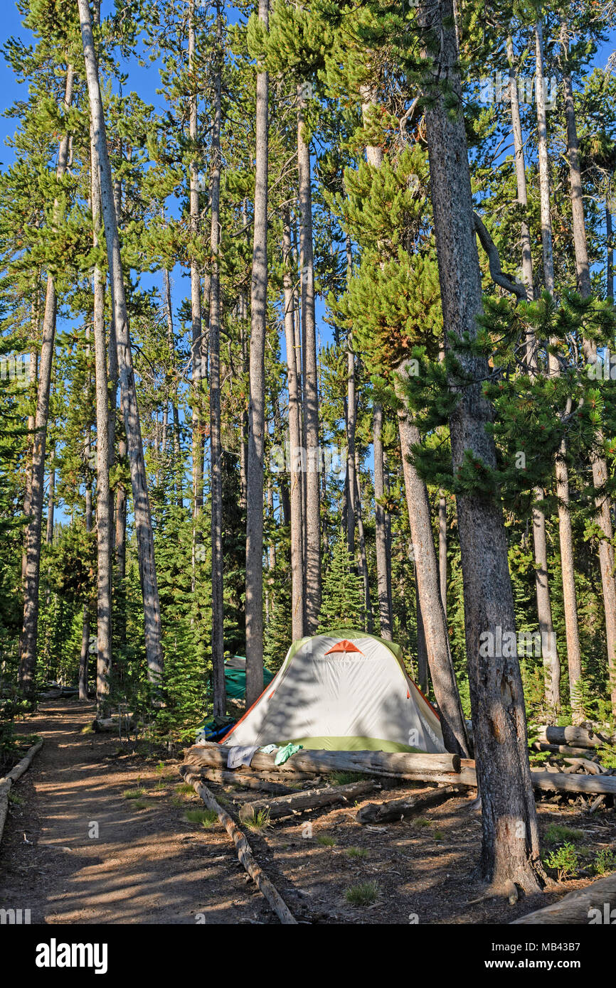 Quiet Campsite in the Pines on Shoshone Lake in Yellowstone National ...