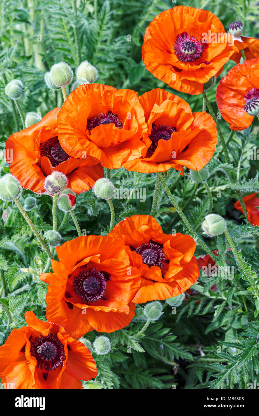 Beautiful poppy flower growing in hi-res stock photography and images ...