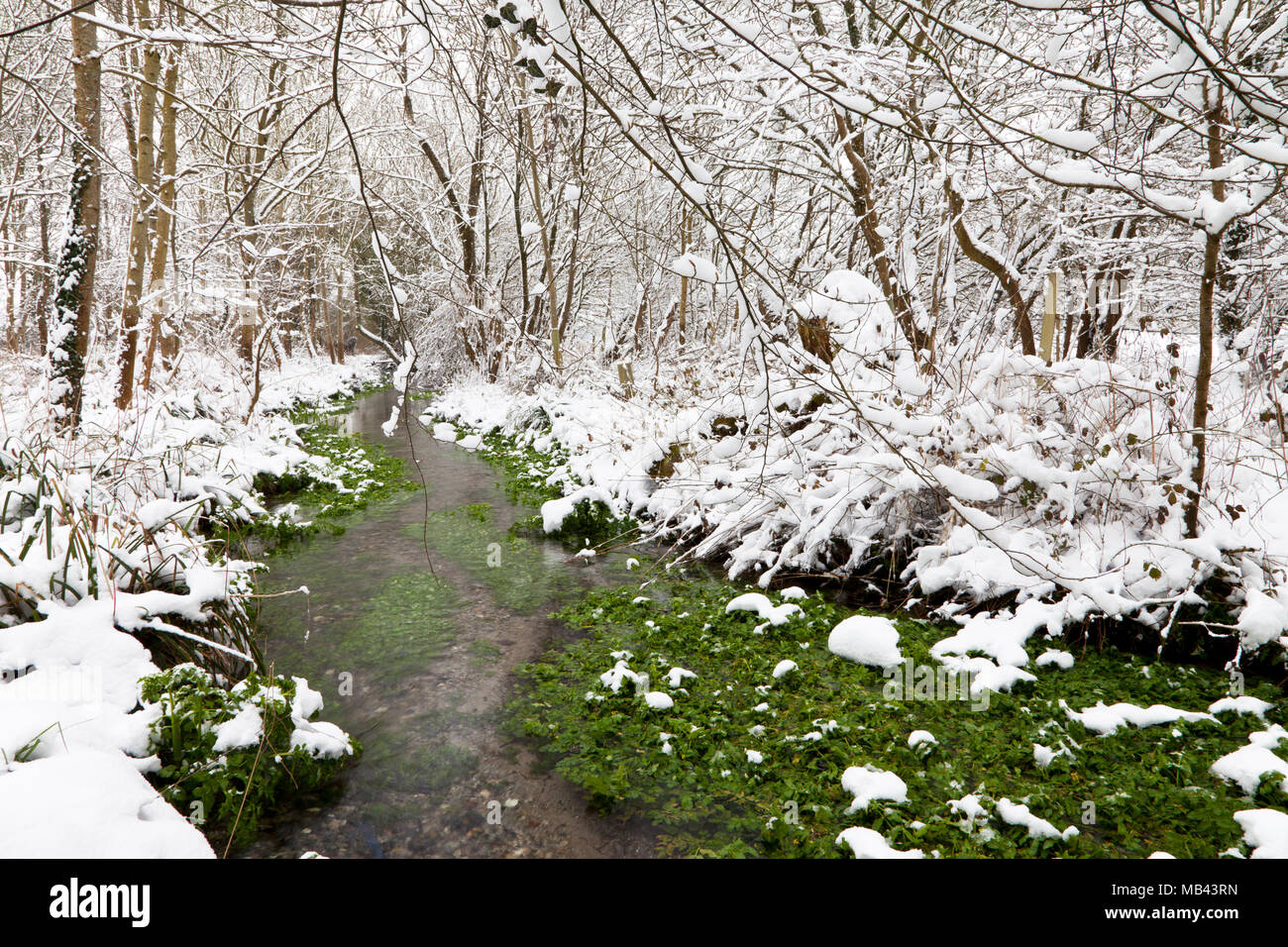 White covered stream with stream and forest hi-res stock photography ...