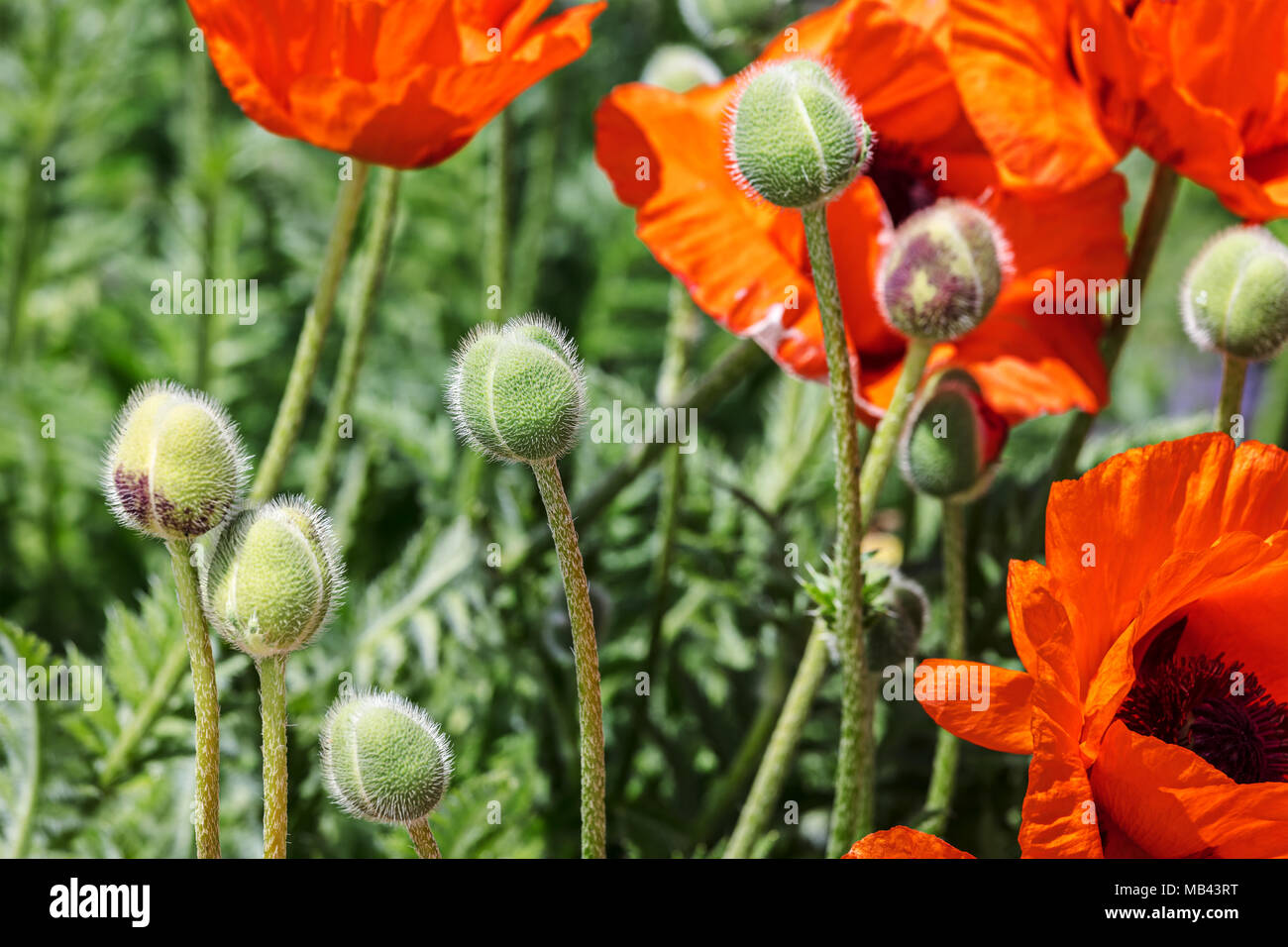 Red poppy spring meadow hi-res stock photography and images - Alamy
